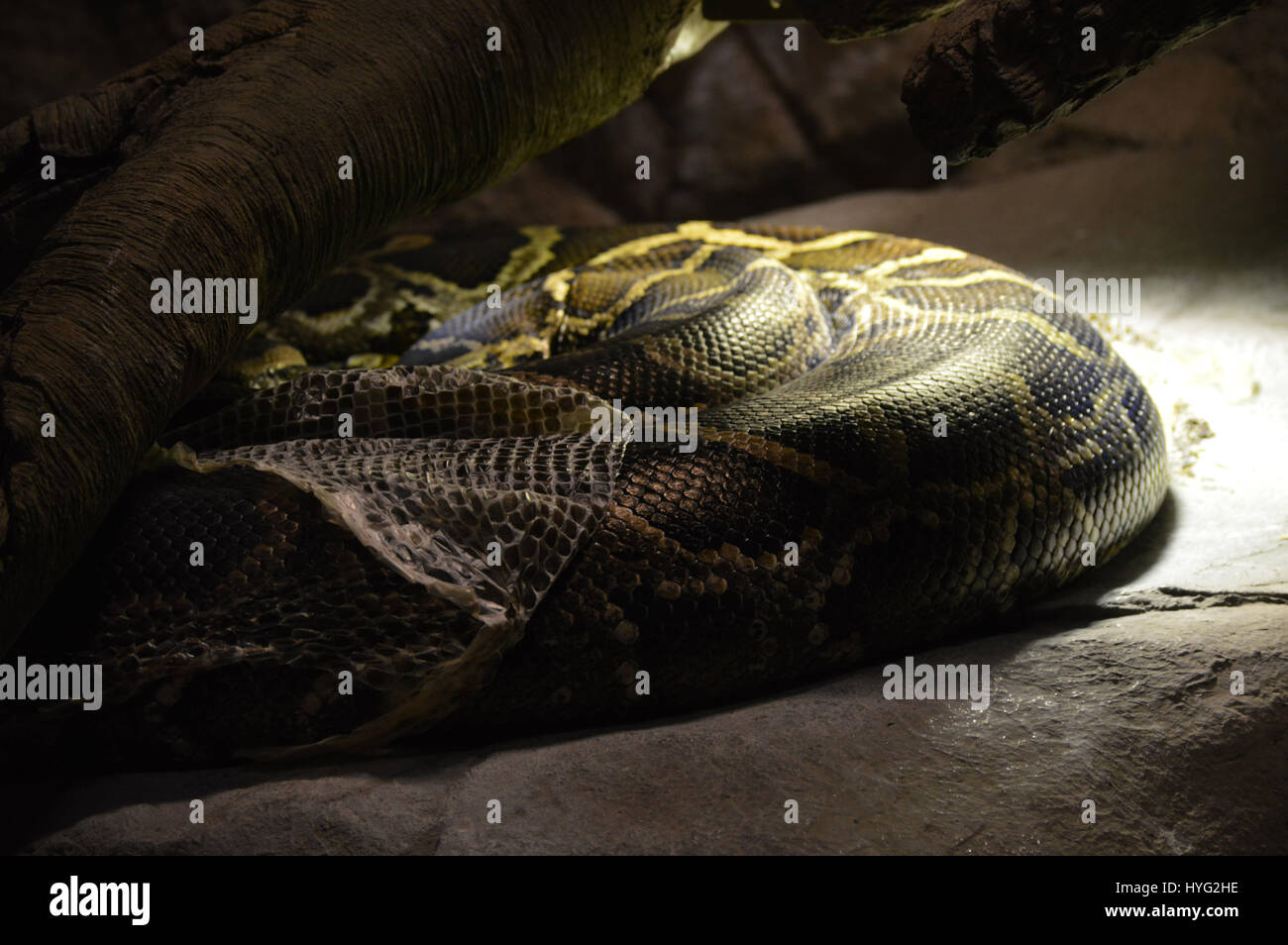 Burmese python close up hi-res stock photography and images - Alamy