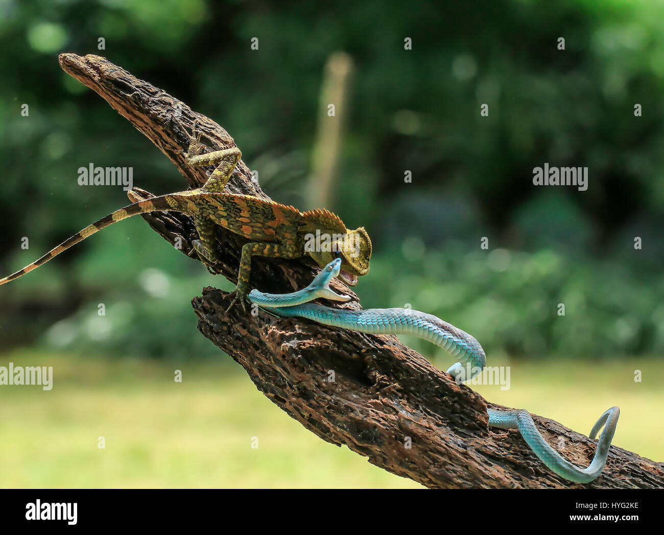 A Chameleon forest dragon takes on a viper snake. DRAMATIC images of a ...