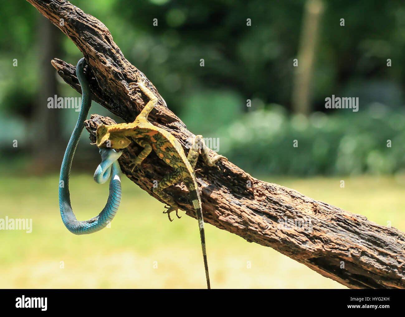A Chameleon forest dragon takes on a viper snake. DRAMATIC images of a ...