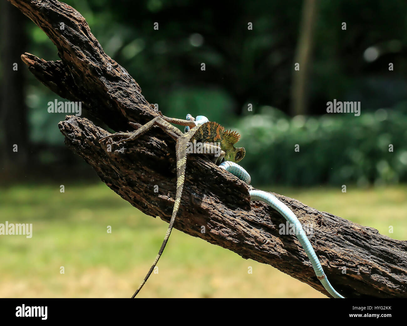 A Chameleon forest dragon takes on a viper snake. DRAMATIC images of a ...
