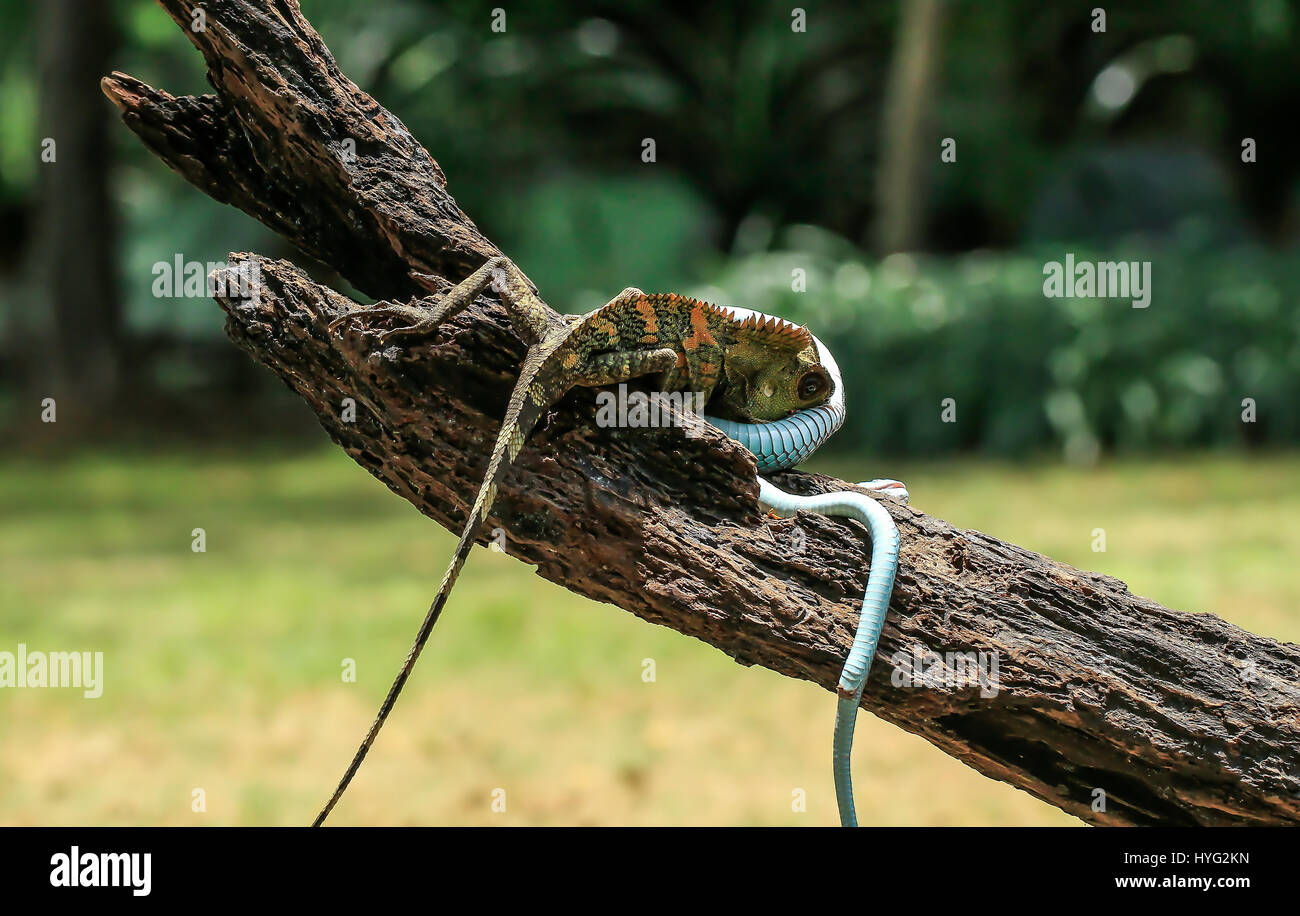 A Chameleon forest dragon takes on a viper snake. DRAMATIC images of a ...