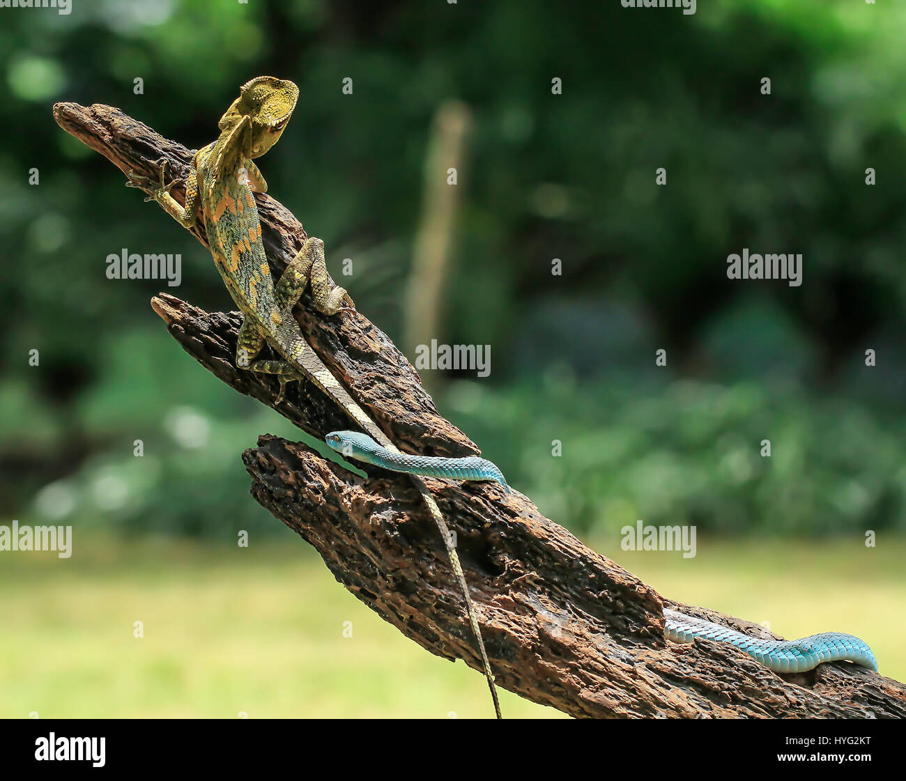 A Chameleon forest dragon takes on a viper snake. DRAMATIC images of a ...