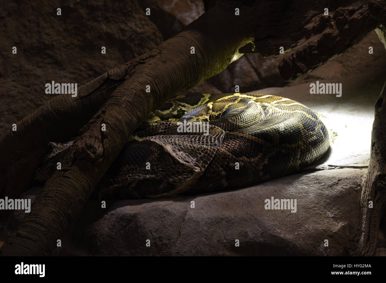 Yellow burmese python hi-res stock photography and images - Alamy
