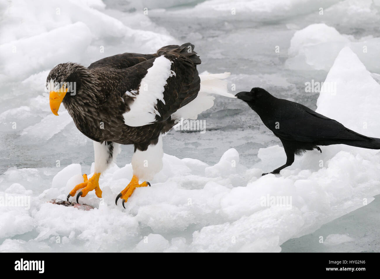 NORTH-EASTERN HOKKAIDO, JAPAN: MENACING crows have taken to teasing ...