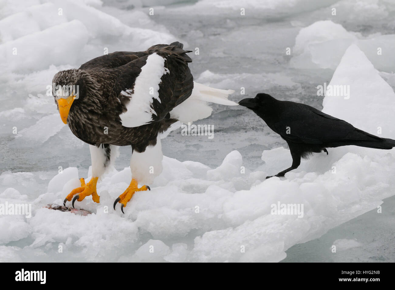 NORTH-EASTERN HOKKAIDO, JAPAN: MENACING crows have taken to teasing ...