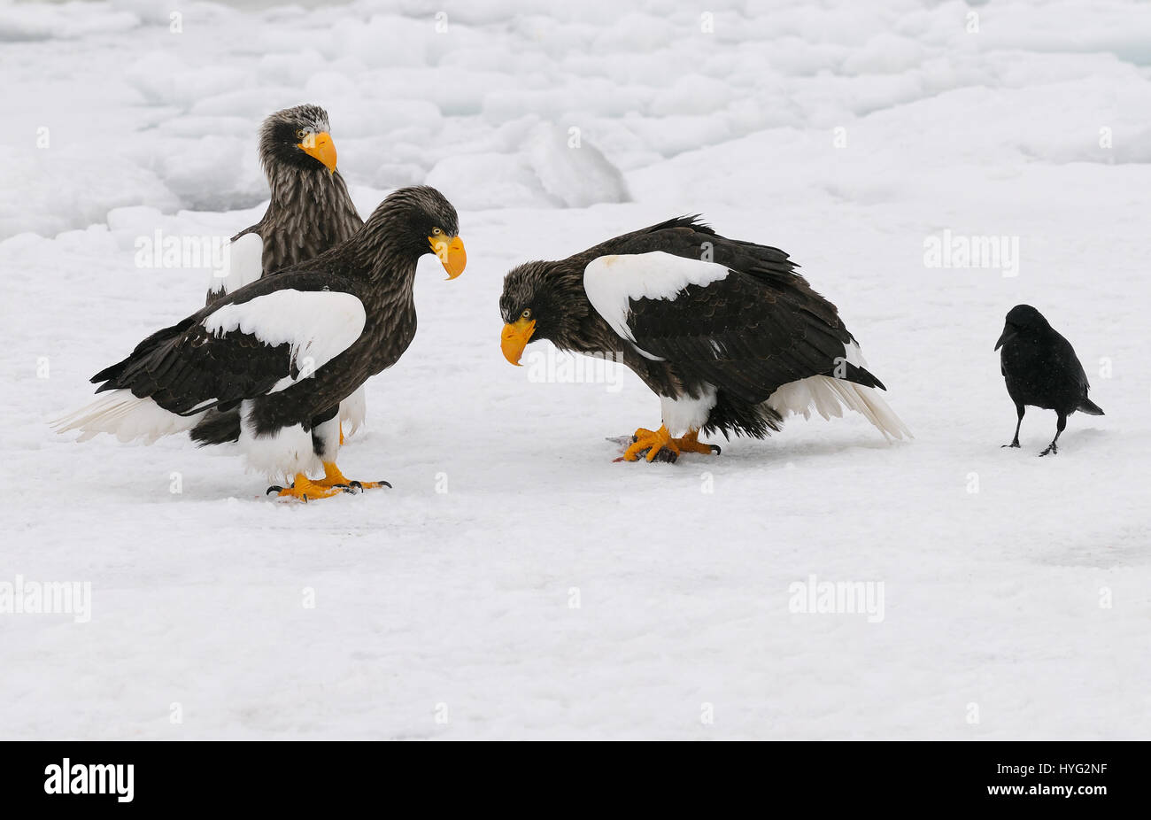 NORTH-EASTERN HOKKAIDO, JAPAN: MENACING crows have taken to teasing ...