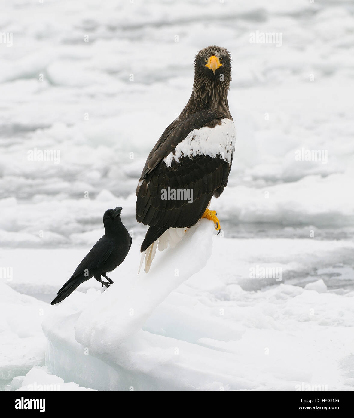 NORTH-EASTERN HOKKAIDO, JAPAN: MENACING crows have taken to teasing ...
