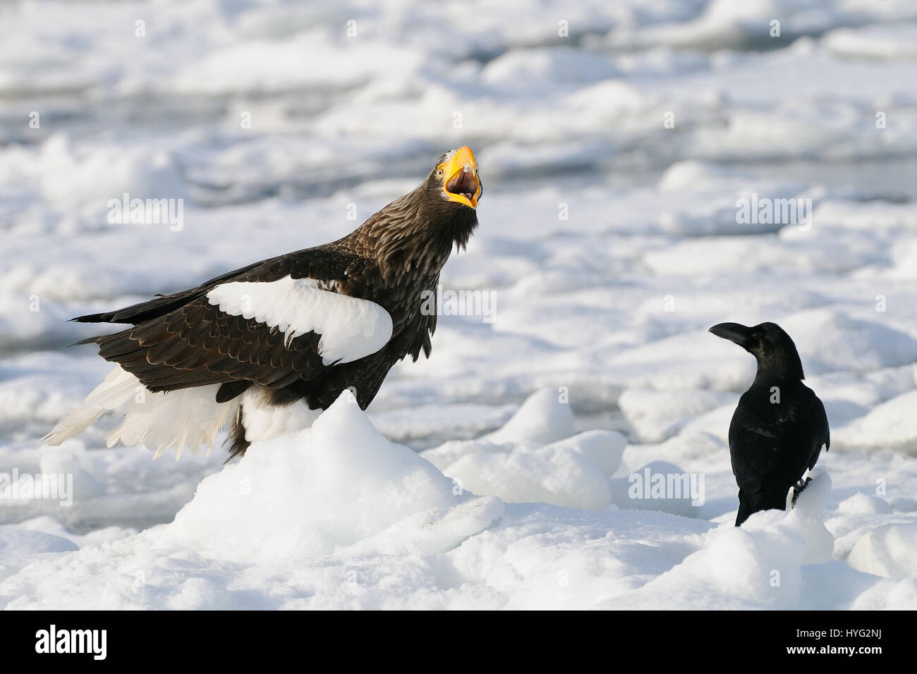 Nemuro Strait High Resolution Stock Photography and Images - Alamy