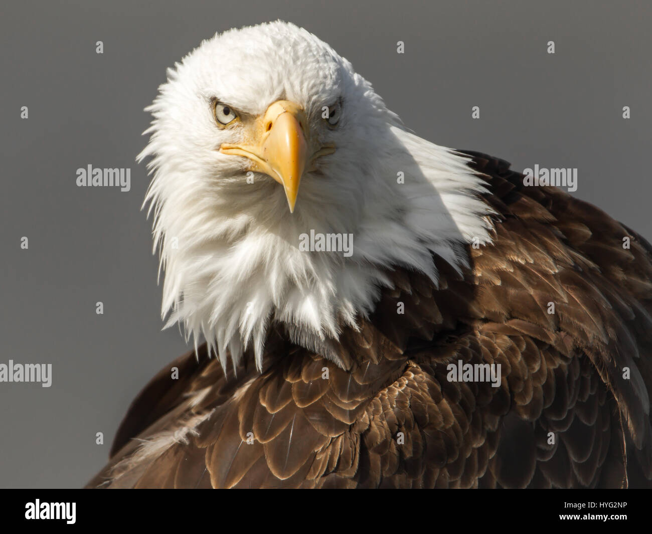 ANCHOR POINT, ALASKA: THE STEELY GAZE of America’s national bird has ...