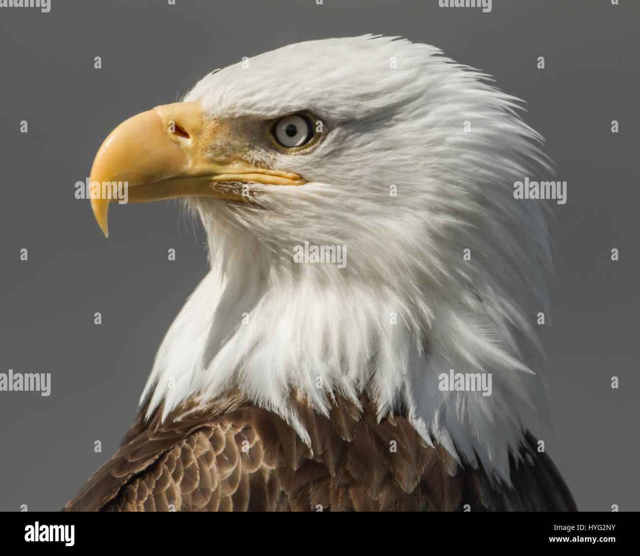 Eagle feet hi-res stock photography and images - Alamy