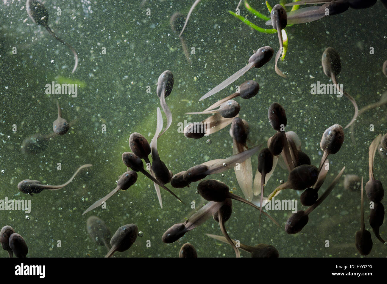 Tadpoles in a garden pond Stock Photo - Alamy