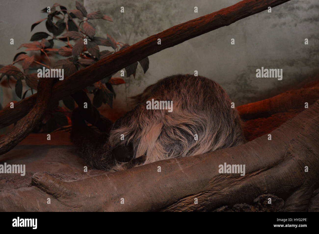 Sloth close up close up hi-res stock photography and images - Alamy