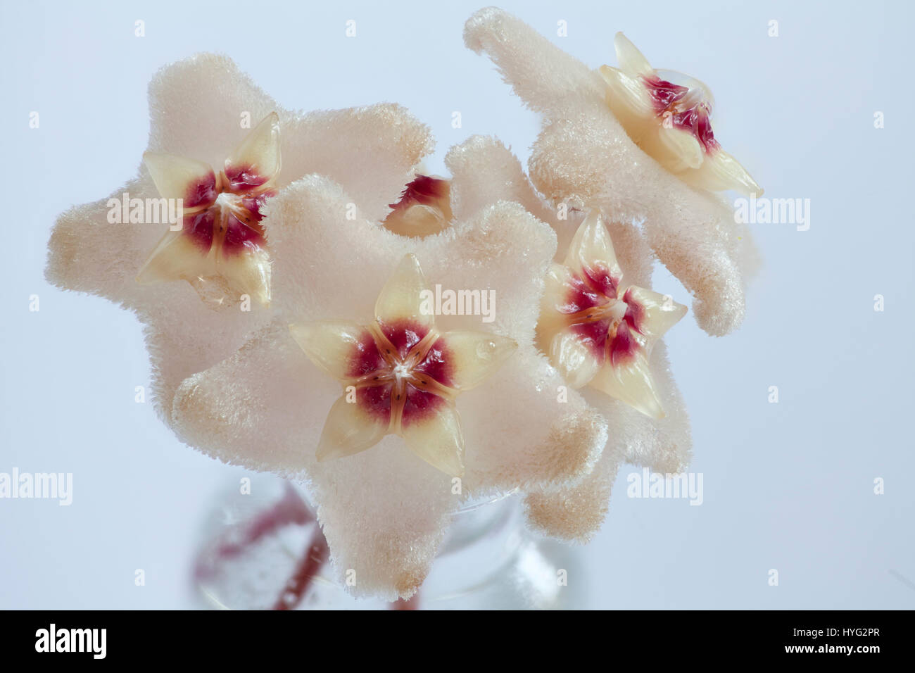 Hoya flowers hi-res stock photography and images - Alamy
