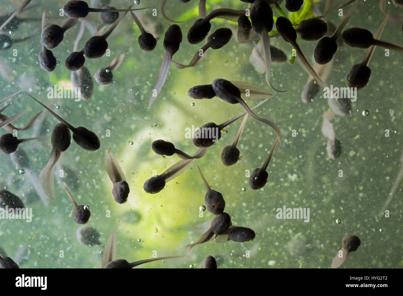 Tadpoles in a garden pond Stock Photo - Alamy
