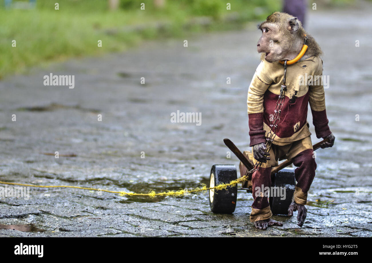 A macaque in chains is forced to pull a wheel barrow. FORCED to wear ...