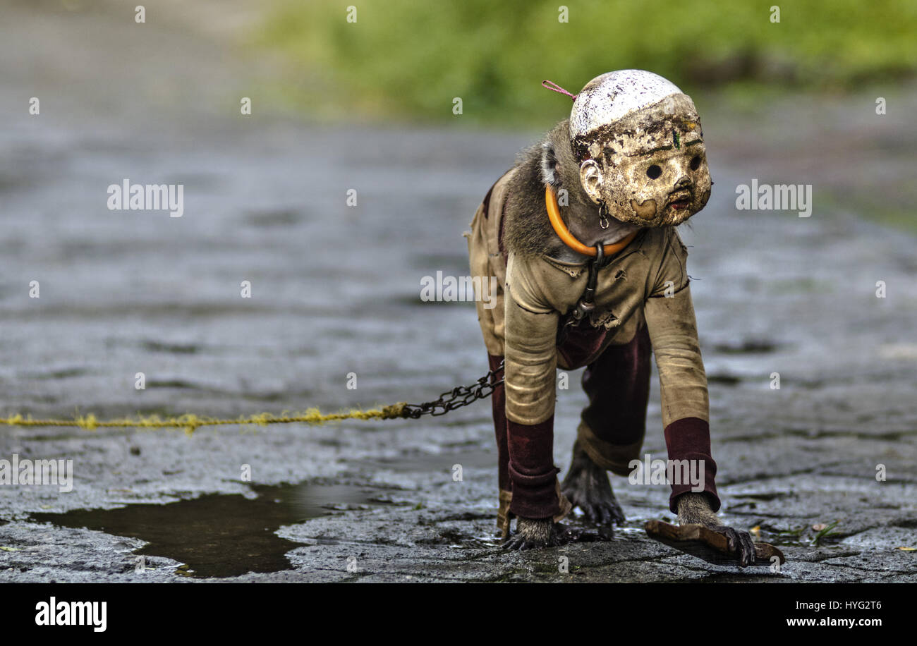 A macaque is made to wear a sinister doll's head as a mask. FORCED to ...