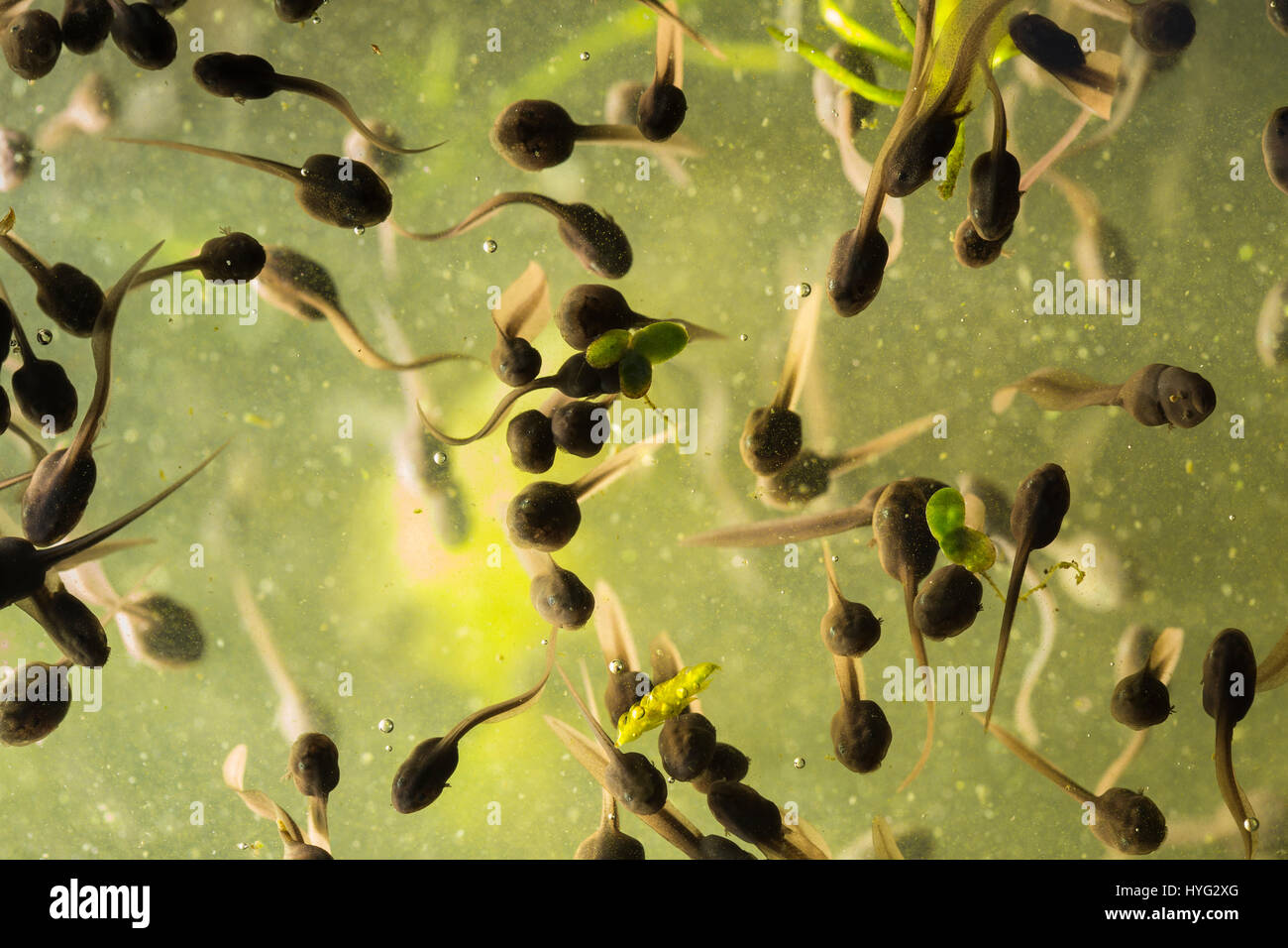 Tadpoles in a garden pond Stock Photo - Alamy