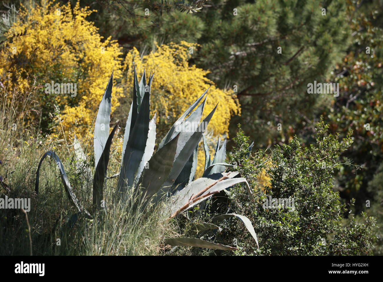 Xerophyt hi-res stock photography and images - Alamy