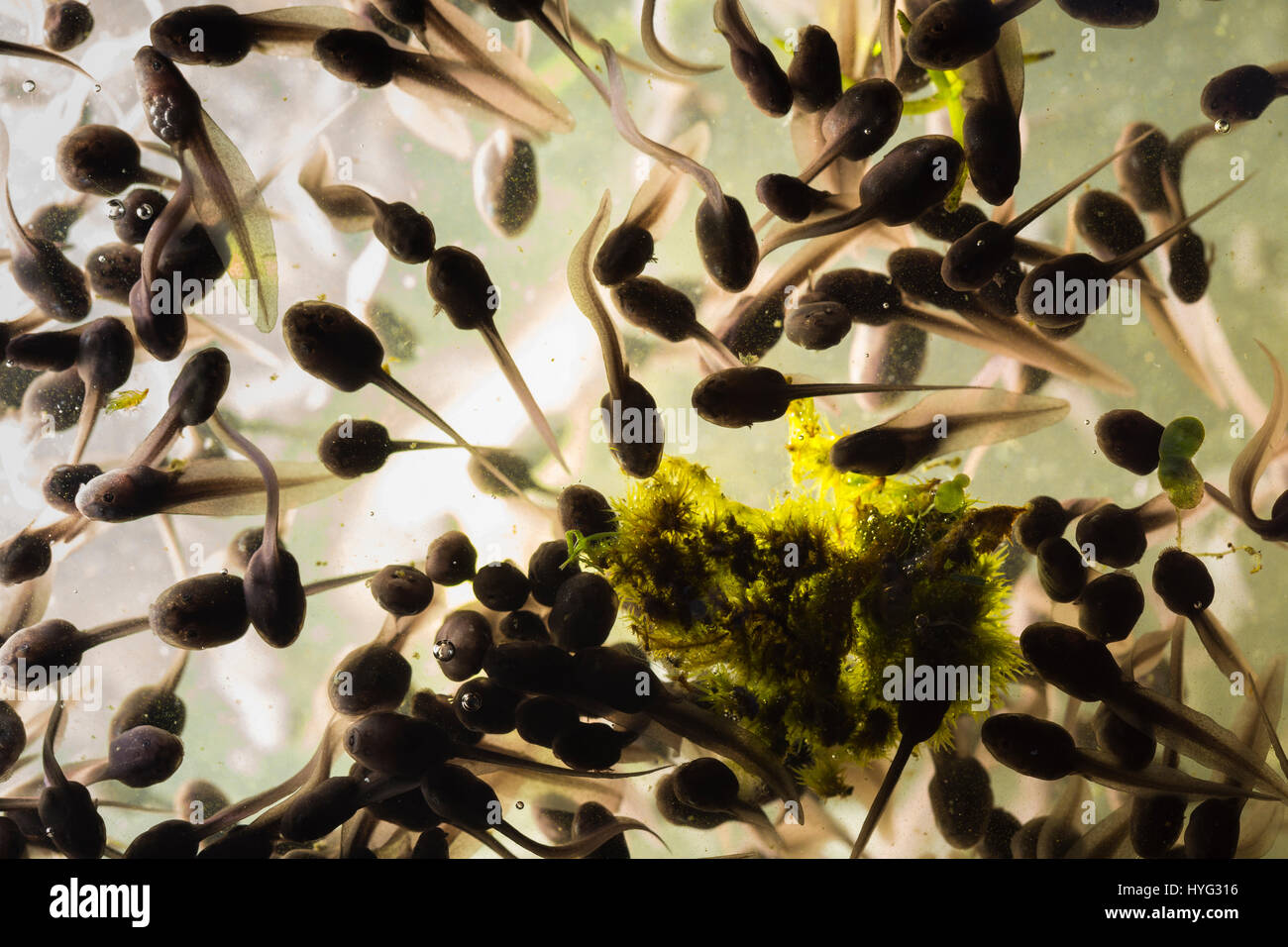 Tadpoles in a garden pond Stock Photo - Alamy