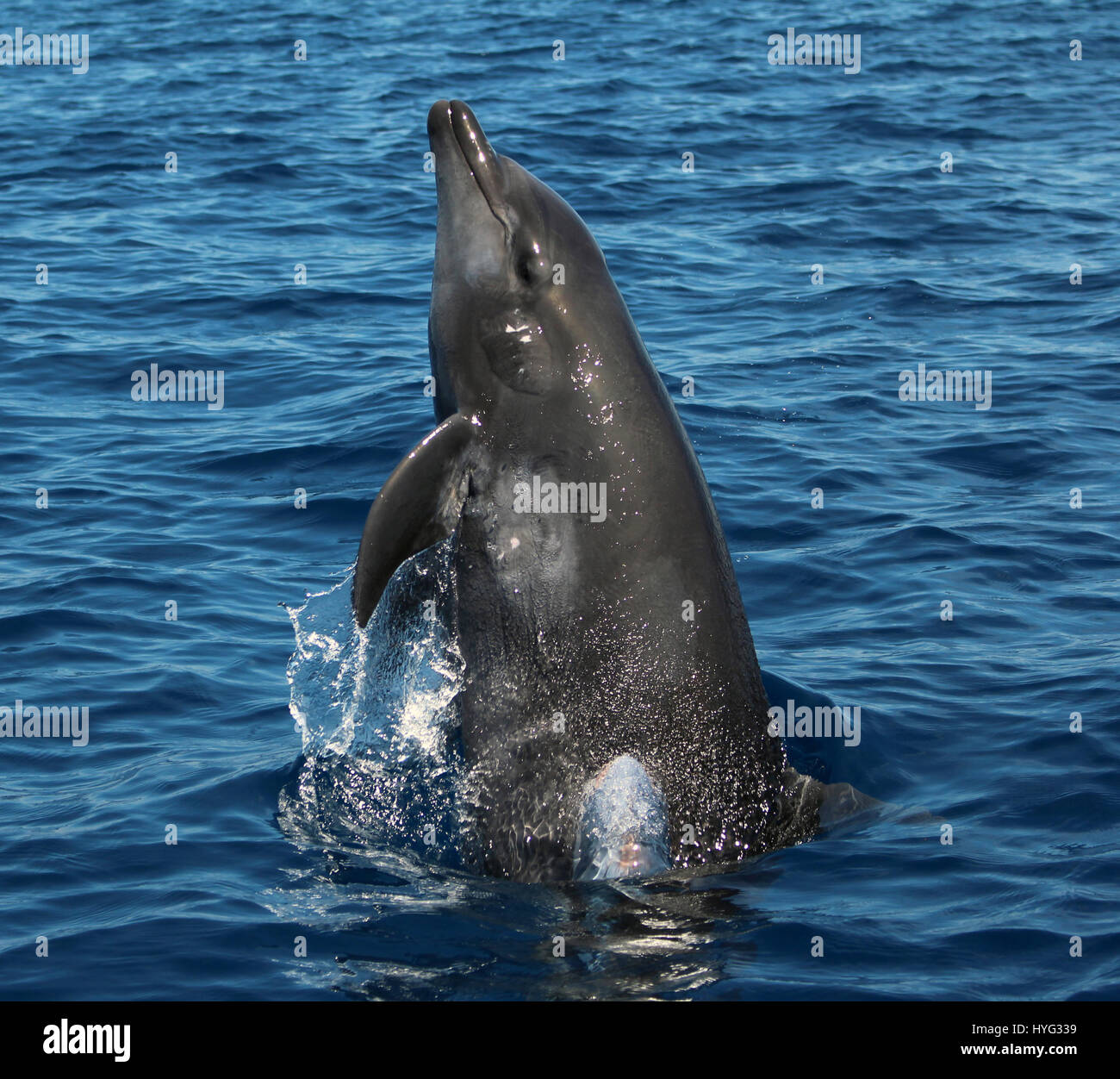 Snapped fish hi-res stock photography and images - Alamy