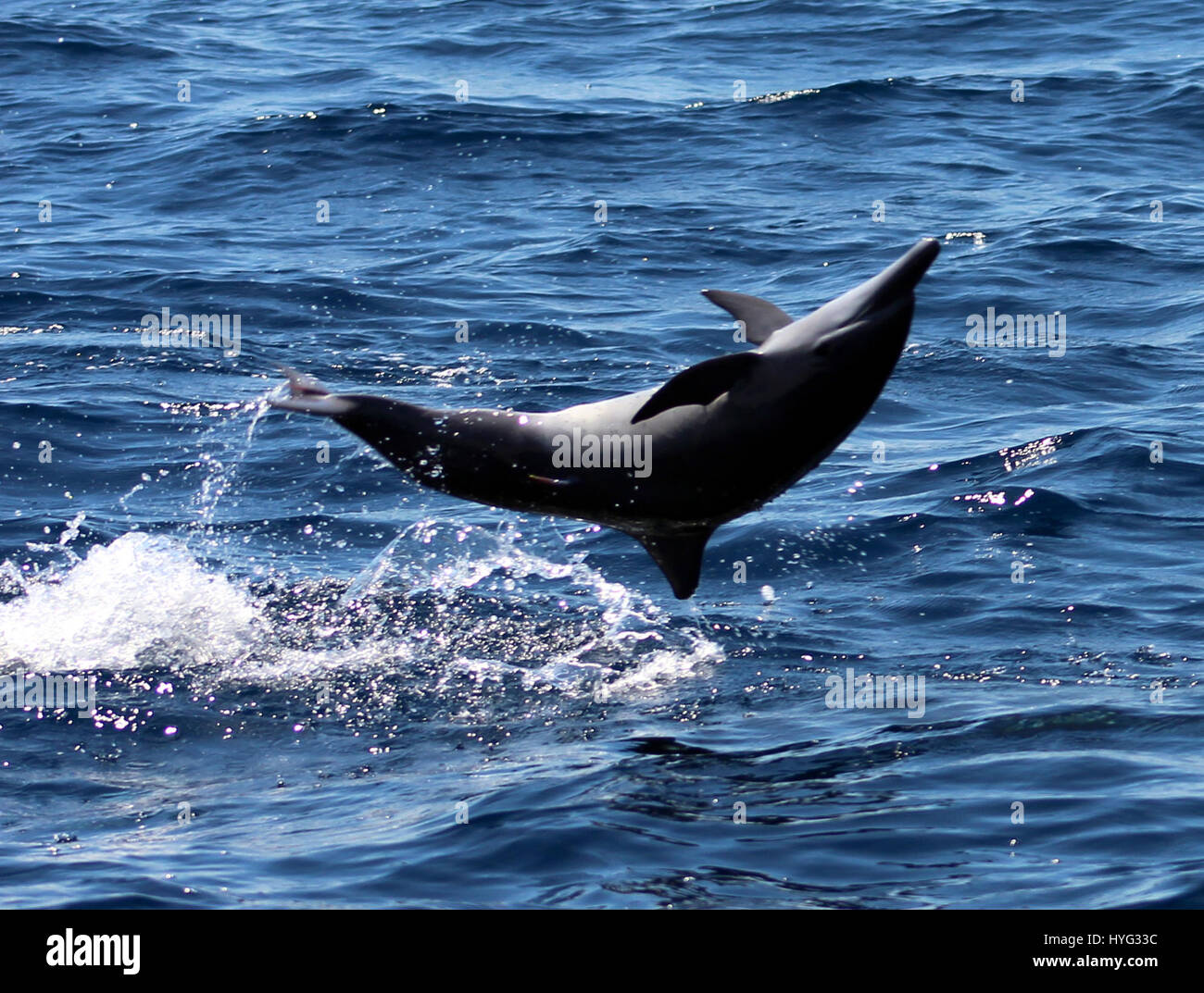 DRAKE BAY, COSTA RICA: DOLPHINS have been snapped having a flipping ...