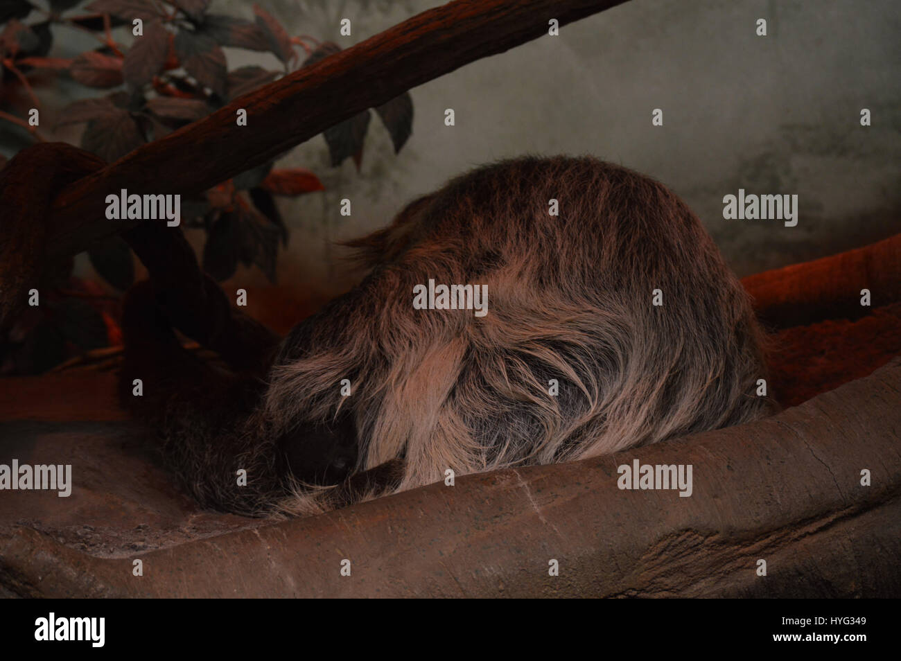 Sloth close up close up hi-res stock photography and images - Alamy