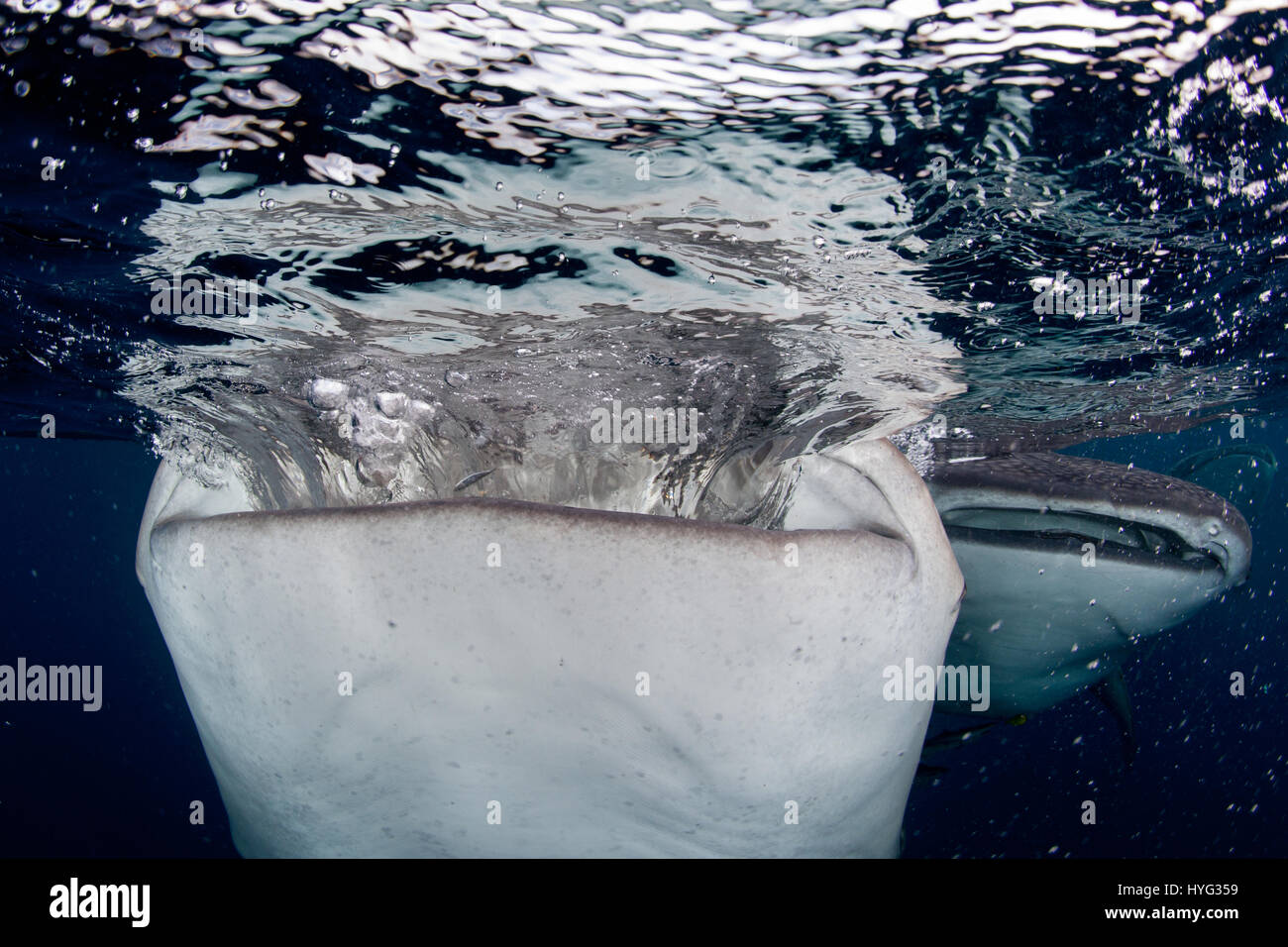 Fish underneath boat hi-res stock photography and images - Alamy