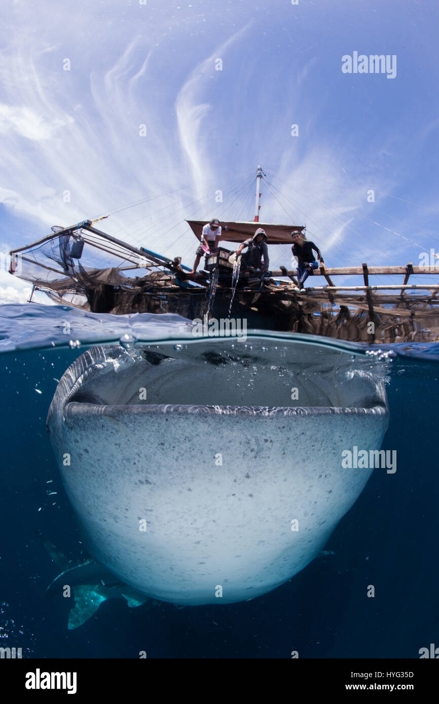 Shark from underneath hi-res stock photography and images - Alamy