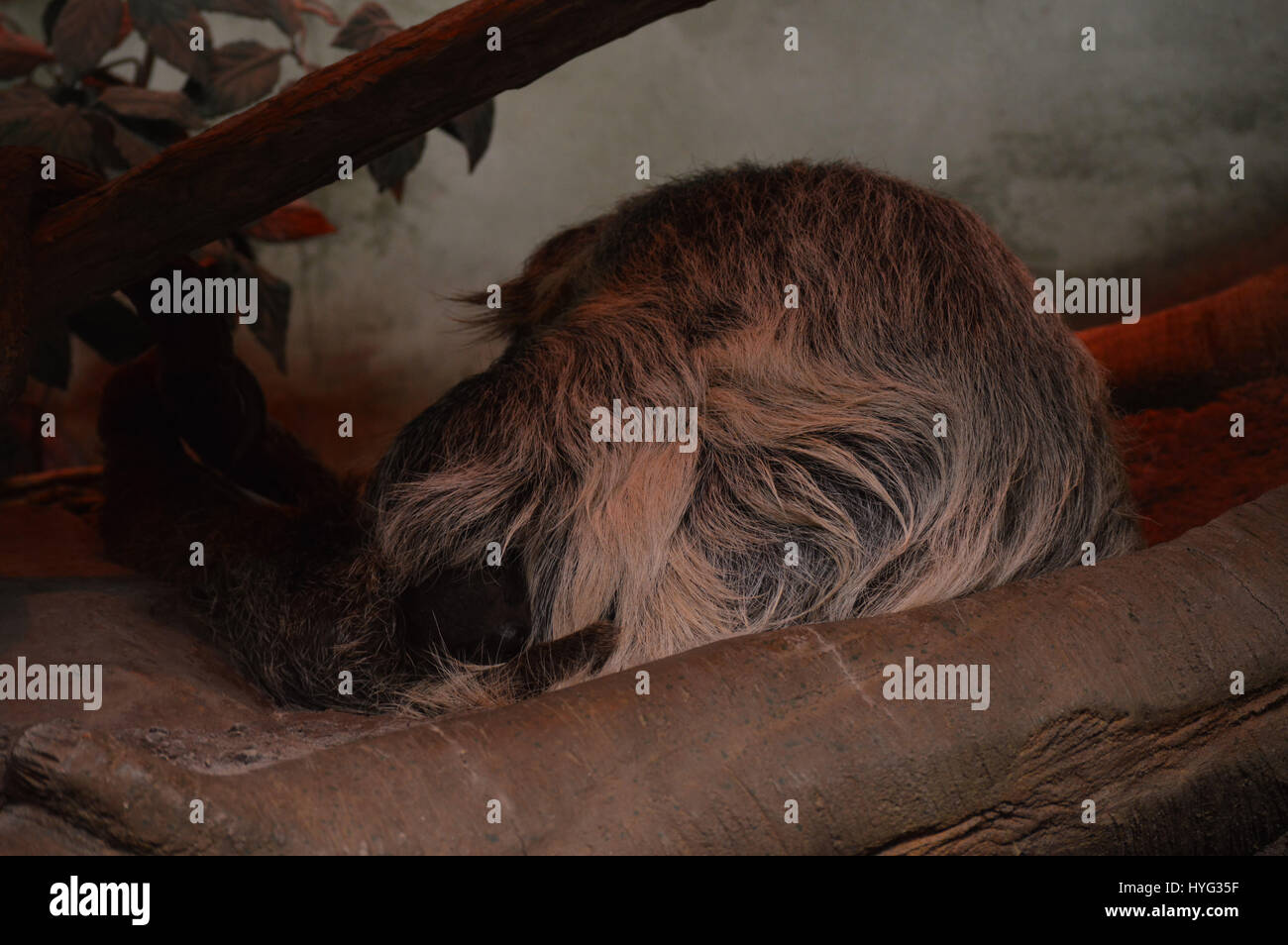 Sloth close up close up hi-res stock photography and images - Alamy