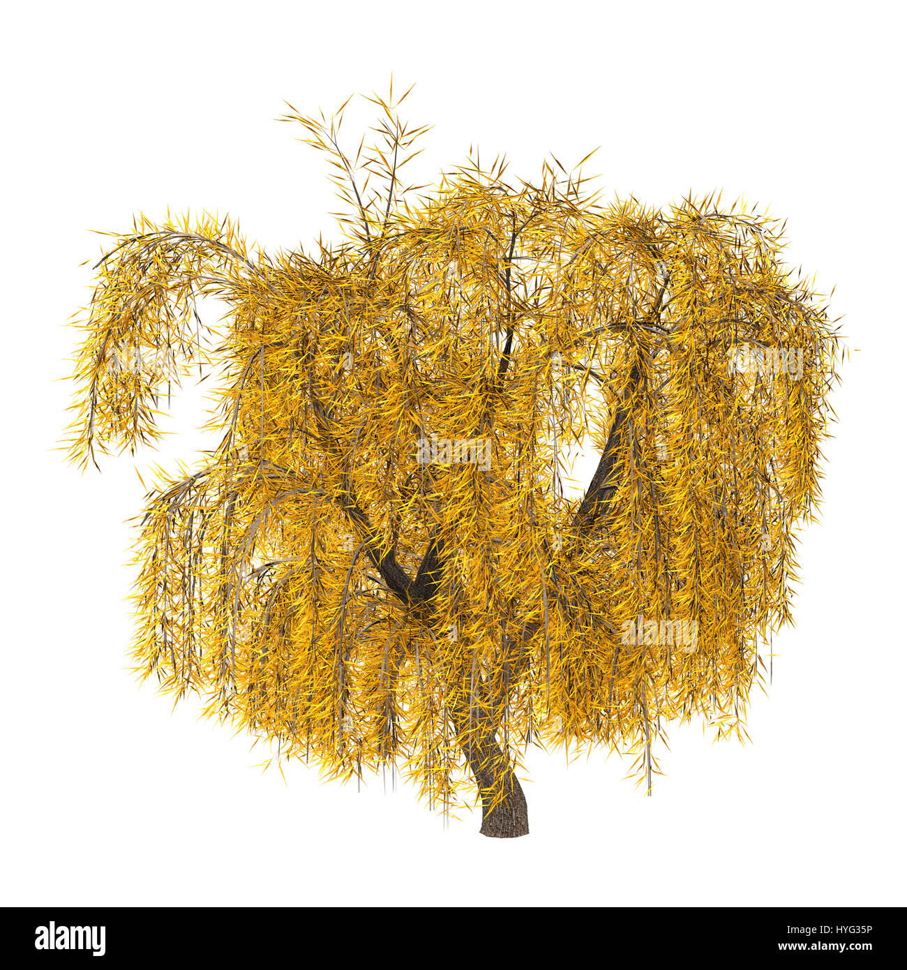 3D rendering of a yellow willow tree isolated on white background Stock ...