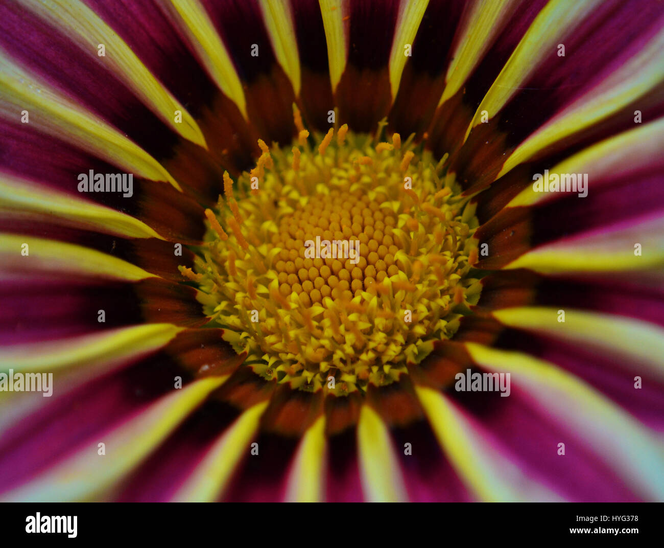 Full flower head hi-res stock photography and images - Alamy