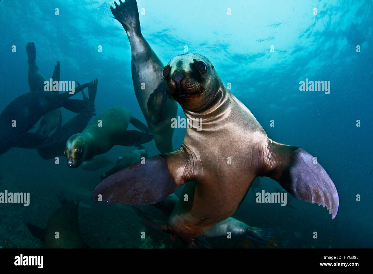PUERTO MADRYN, ARGENTINA: Dancing sea lion. THIS FRIENDLIEST sea lion ...