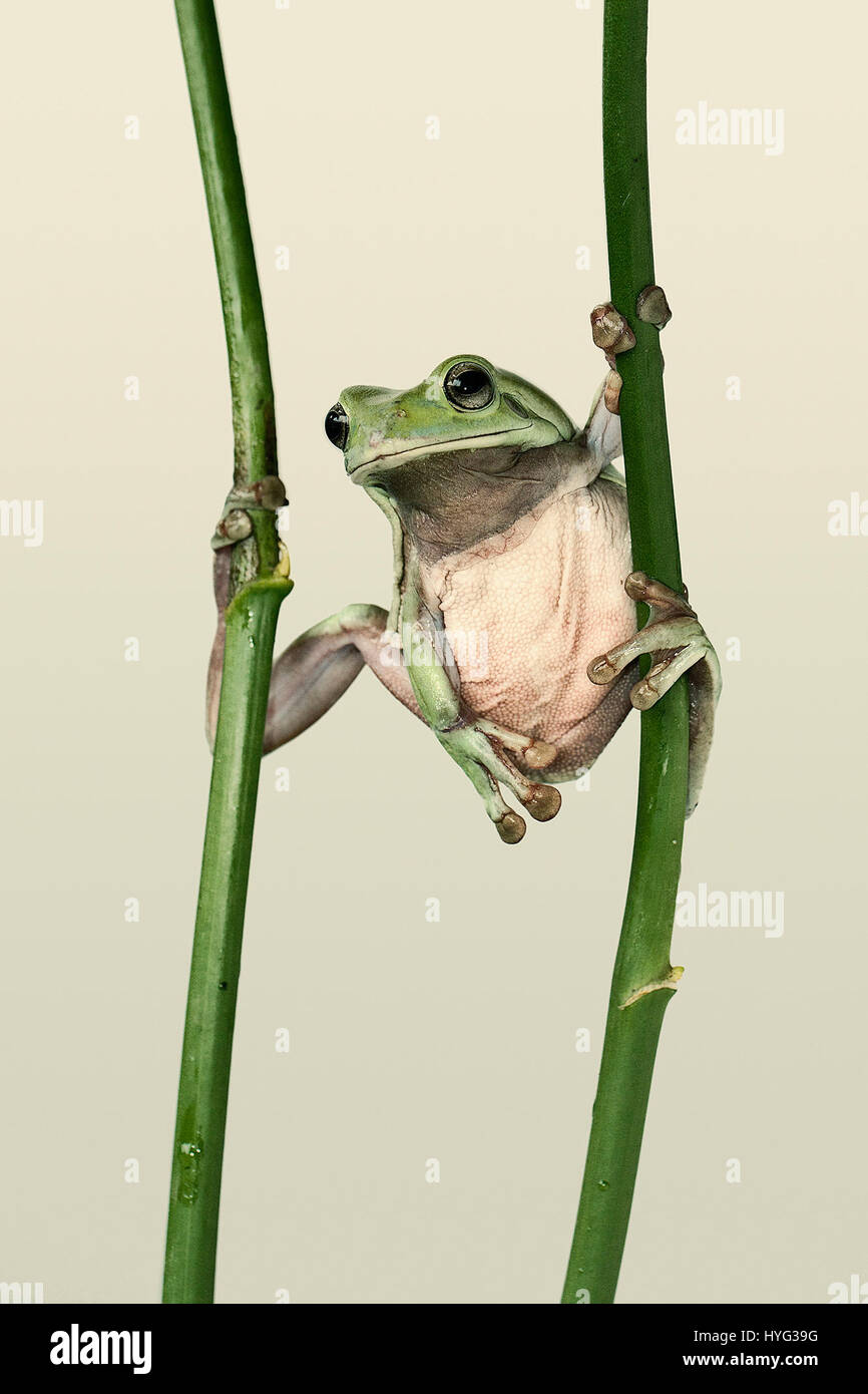 JAKARTA, INDONESIA: Picture of a Dumpy frog. RESCUE frogs have been ...