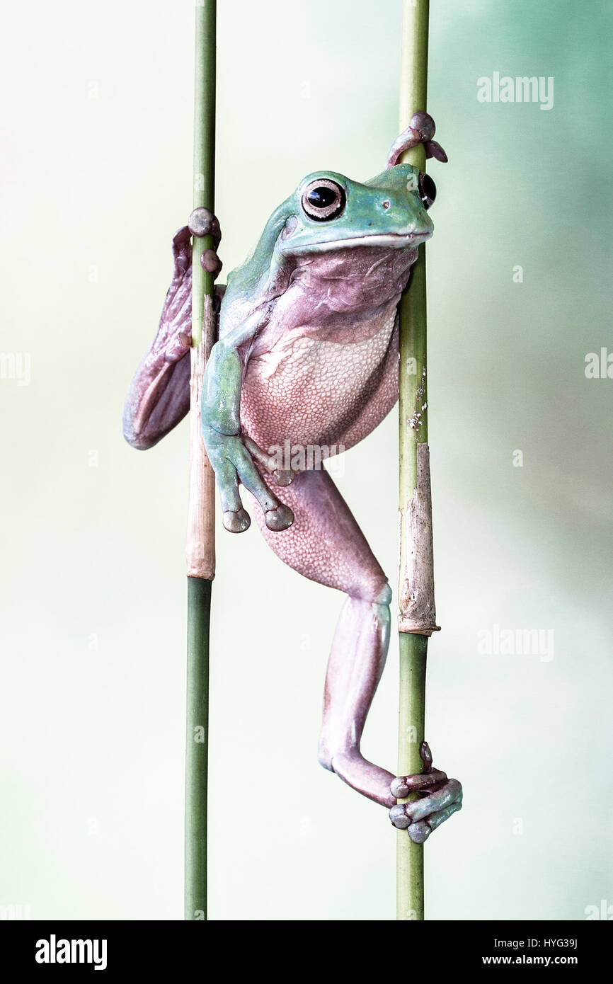 Two dumpy frogs on a plant hi-res stock photography and images - Alamy