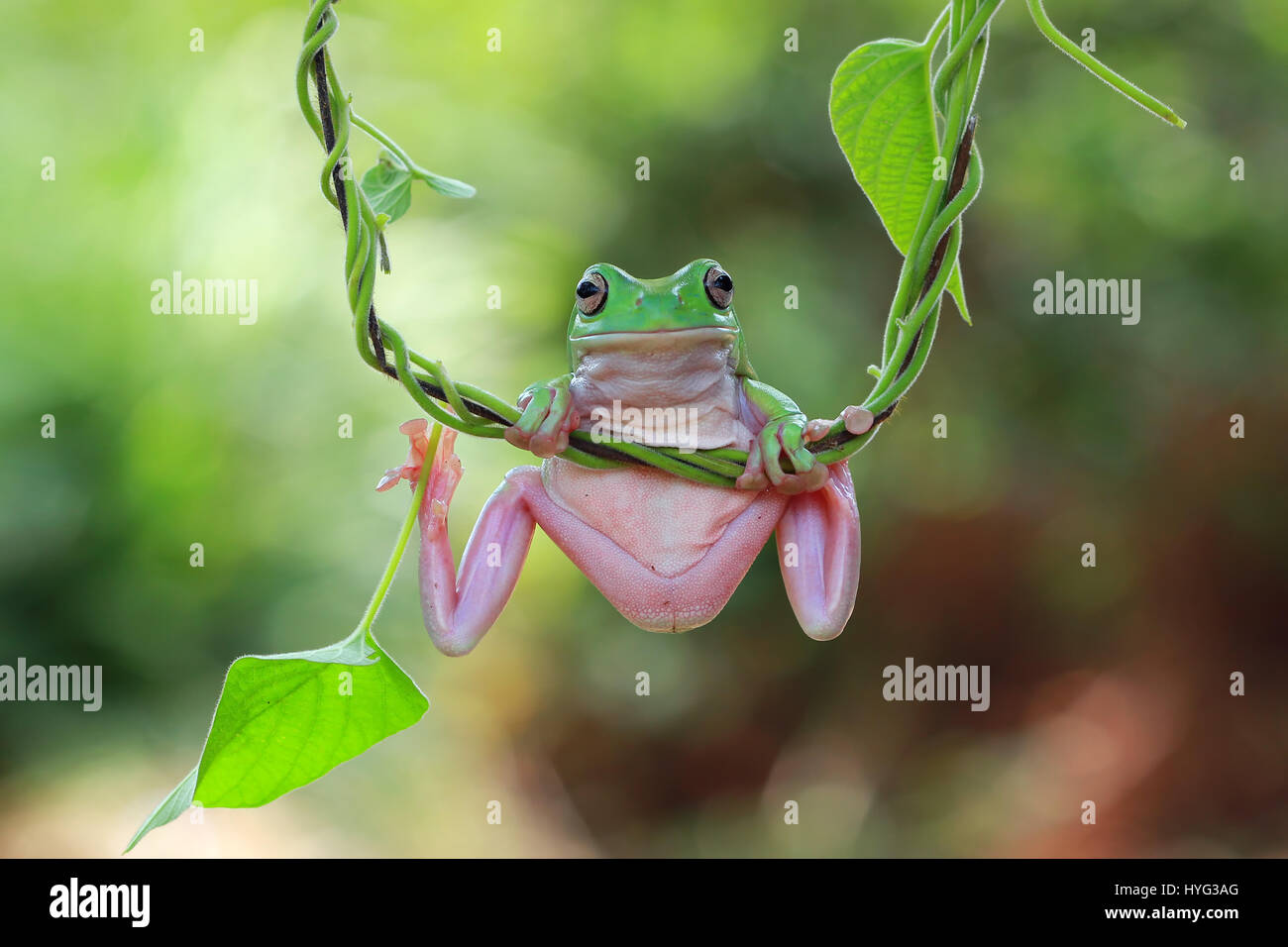 Tarzan hi-res stock photography and images - Alamy