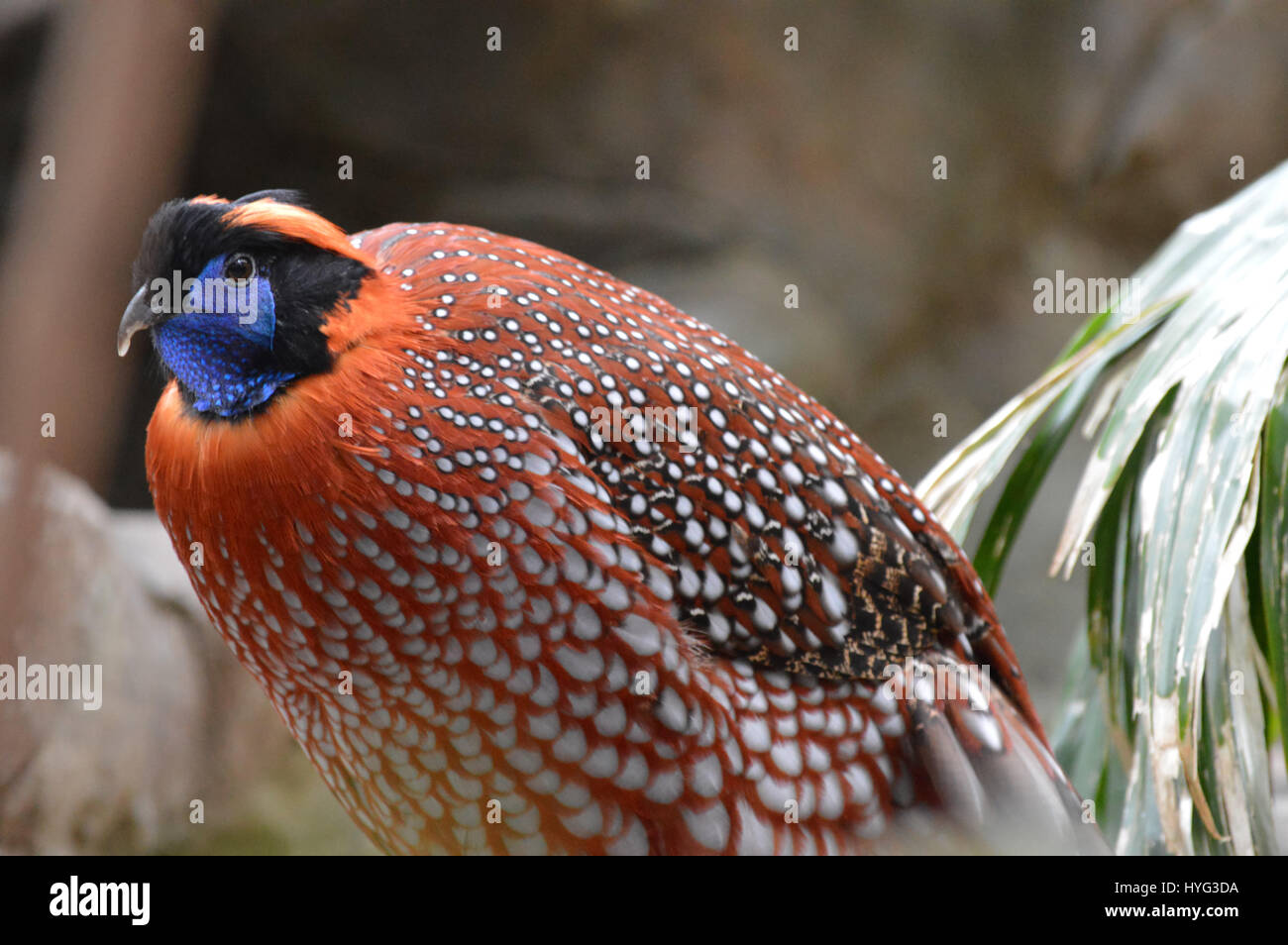 Large eyes bird hi-res stock photography and images - Alamy
