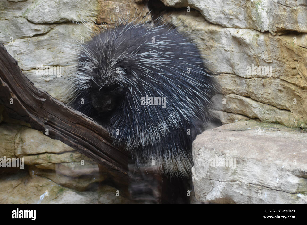 Close Up Porcupine Quills High Resolution Stock Photography and Images ...