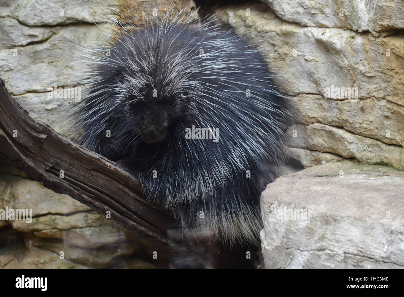 Close up porcupine quills hi-res stock photography and images - Alamy