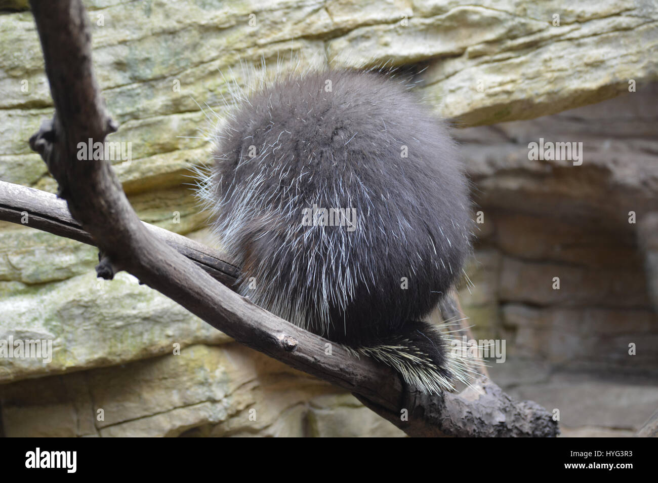Close up porcupine quills hi-res stock photography and images - Alamy