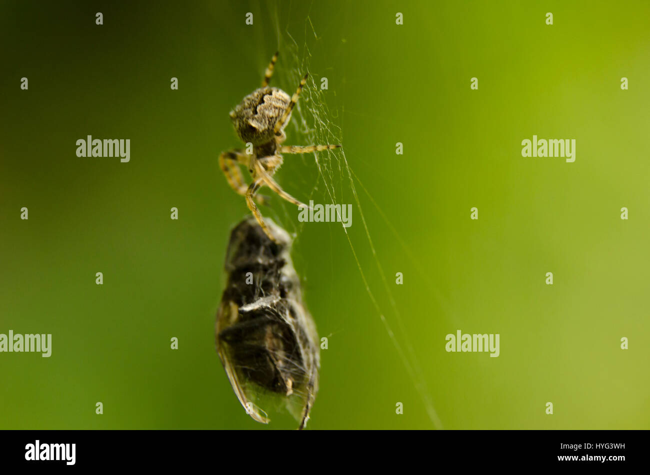 Spider and his prey Stock Photo - Alamy