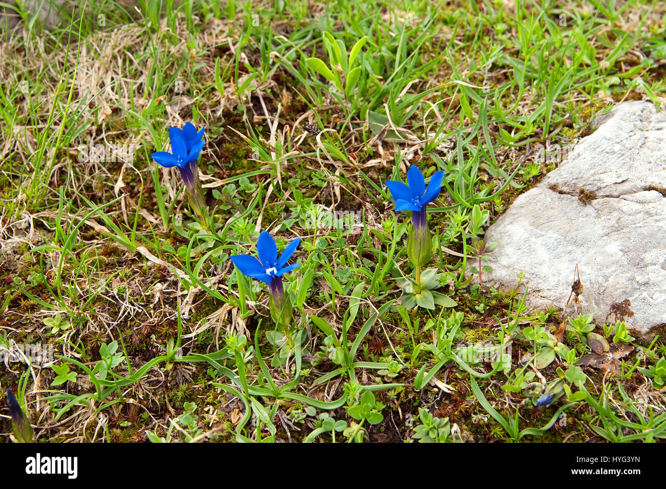 Trumpet gentian (gentiana clusii), one of the first flowers in spring ...