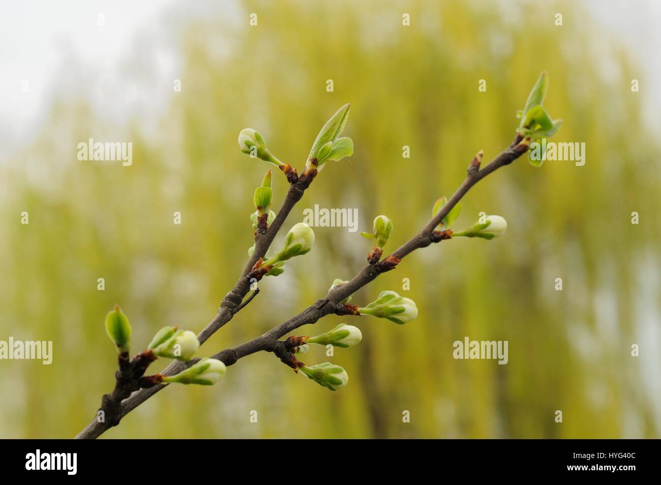 Cherry buds closeup (spring Stock Photo - Alamy