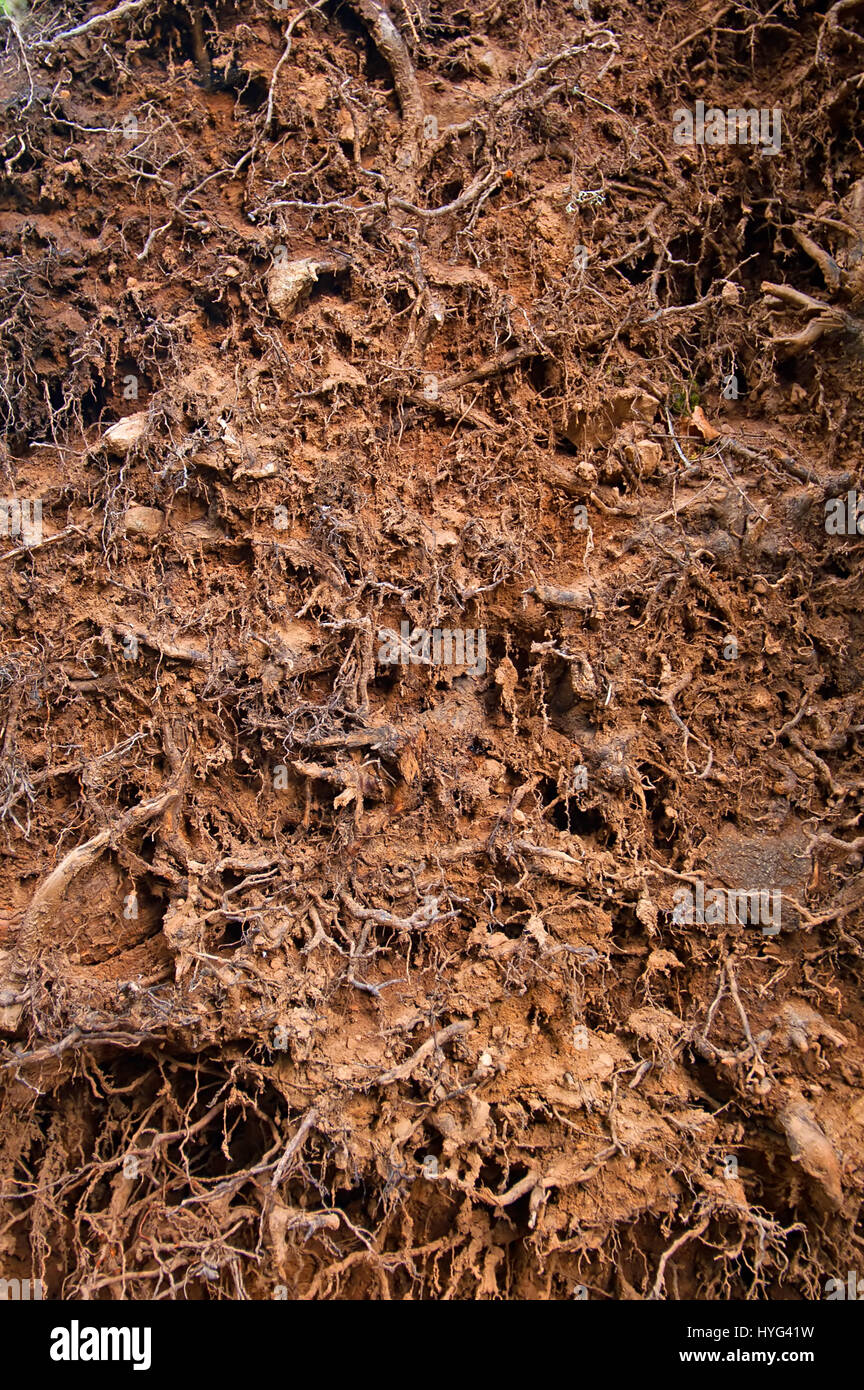 Close up of soil with roots for planted used as background Stock Photo ...