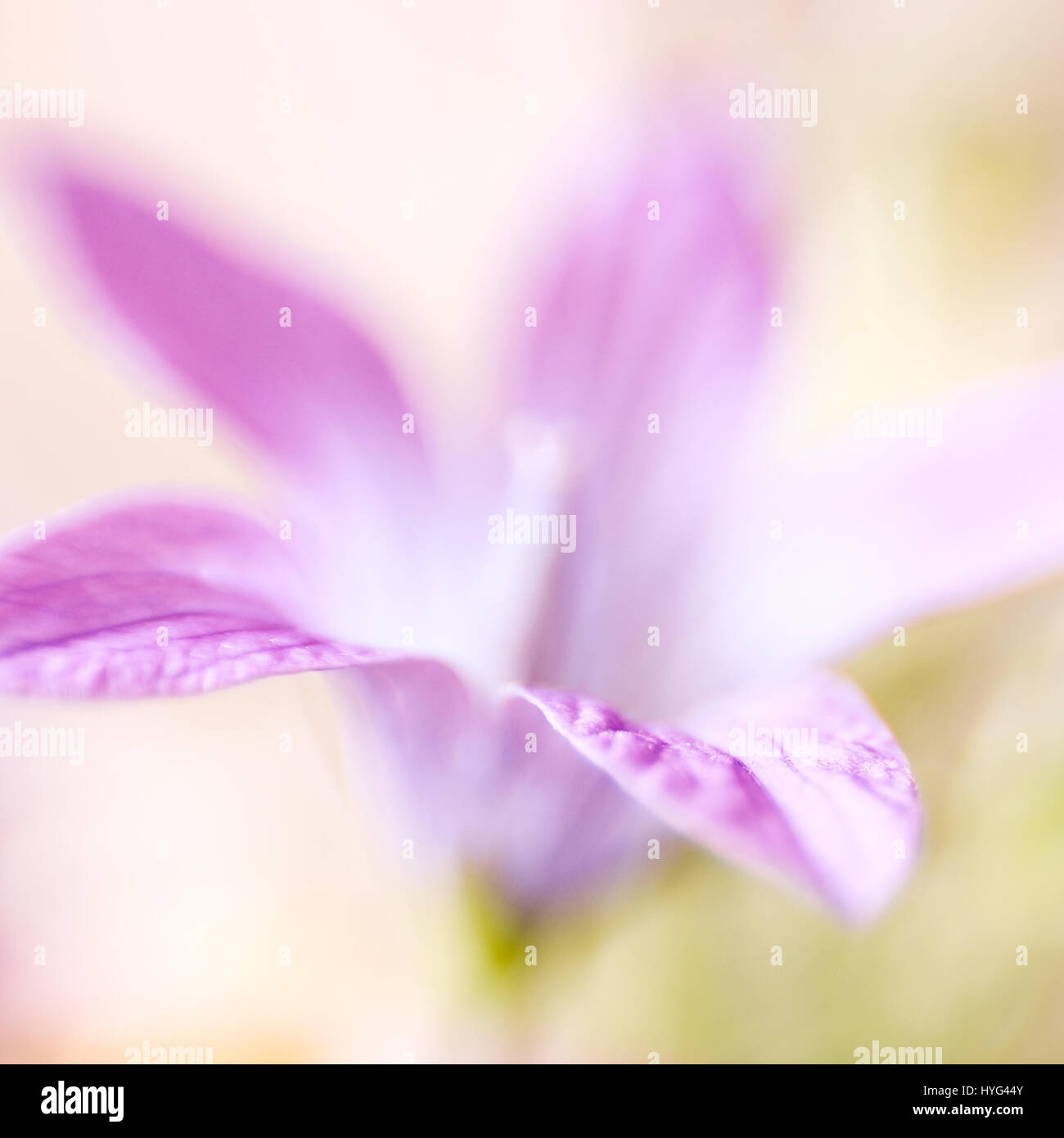 Abstract detail of blooming spring flower, selective focus and bokeh ...