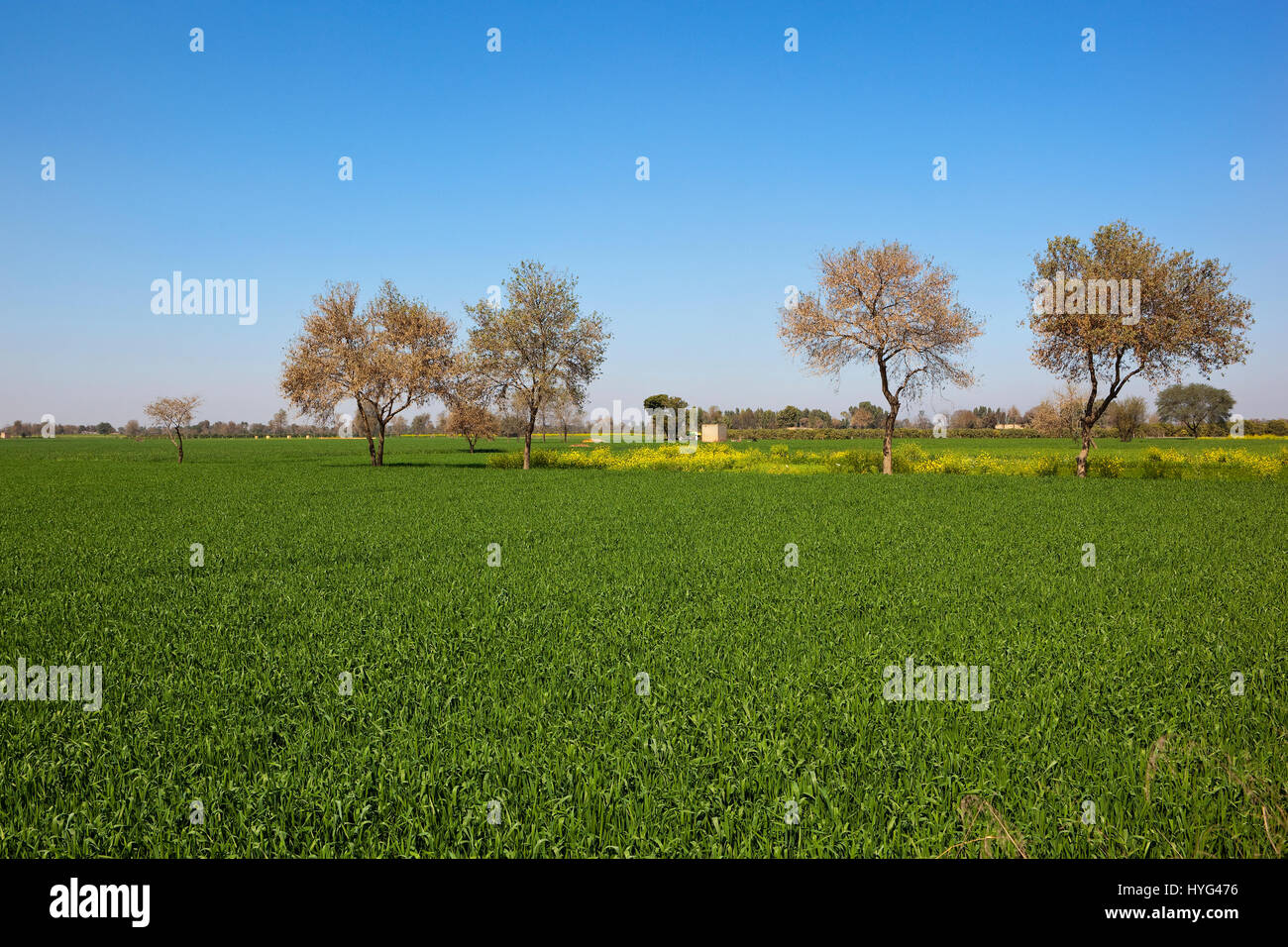 a green wheat crop with yellow mustard flowers and springtime trees in ...