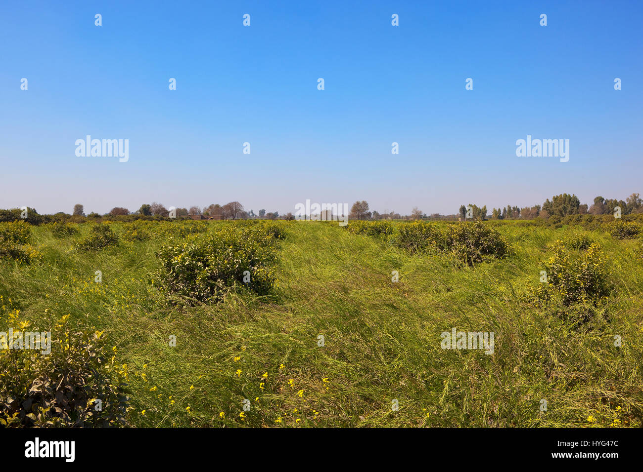 Oranges trees india hi-res stock photography and images - Alamy