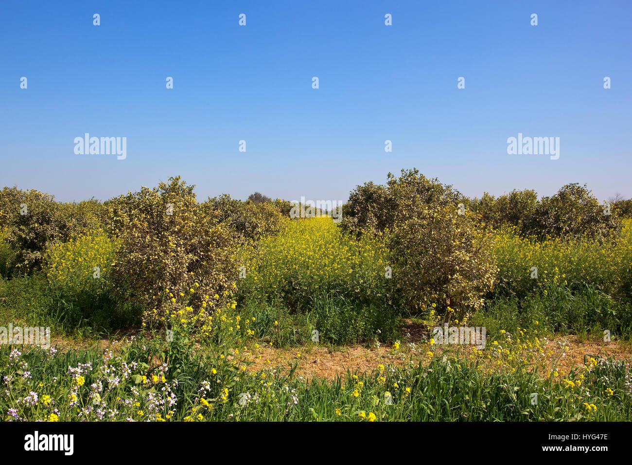 an orange orchard in rajasthan india with a mustard crop between the ...