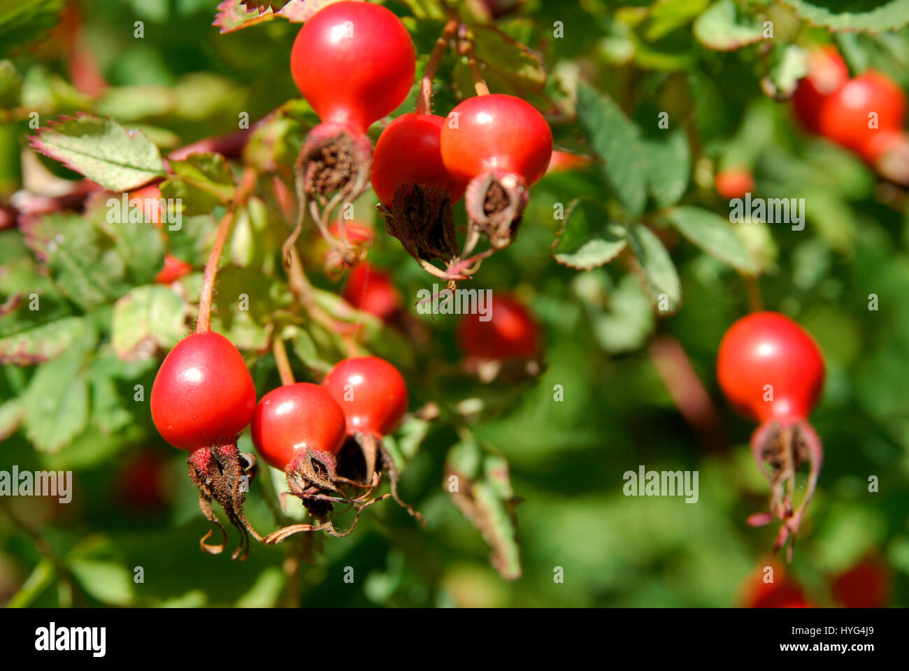 Rose Hips in Autumn Stock Photo - Alamy