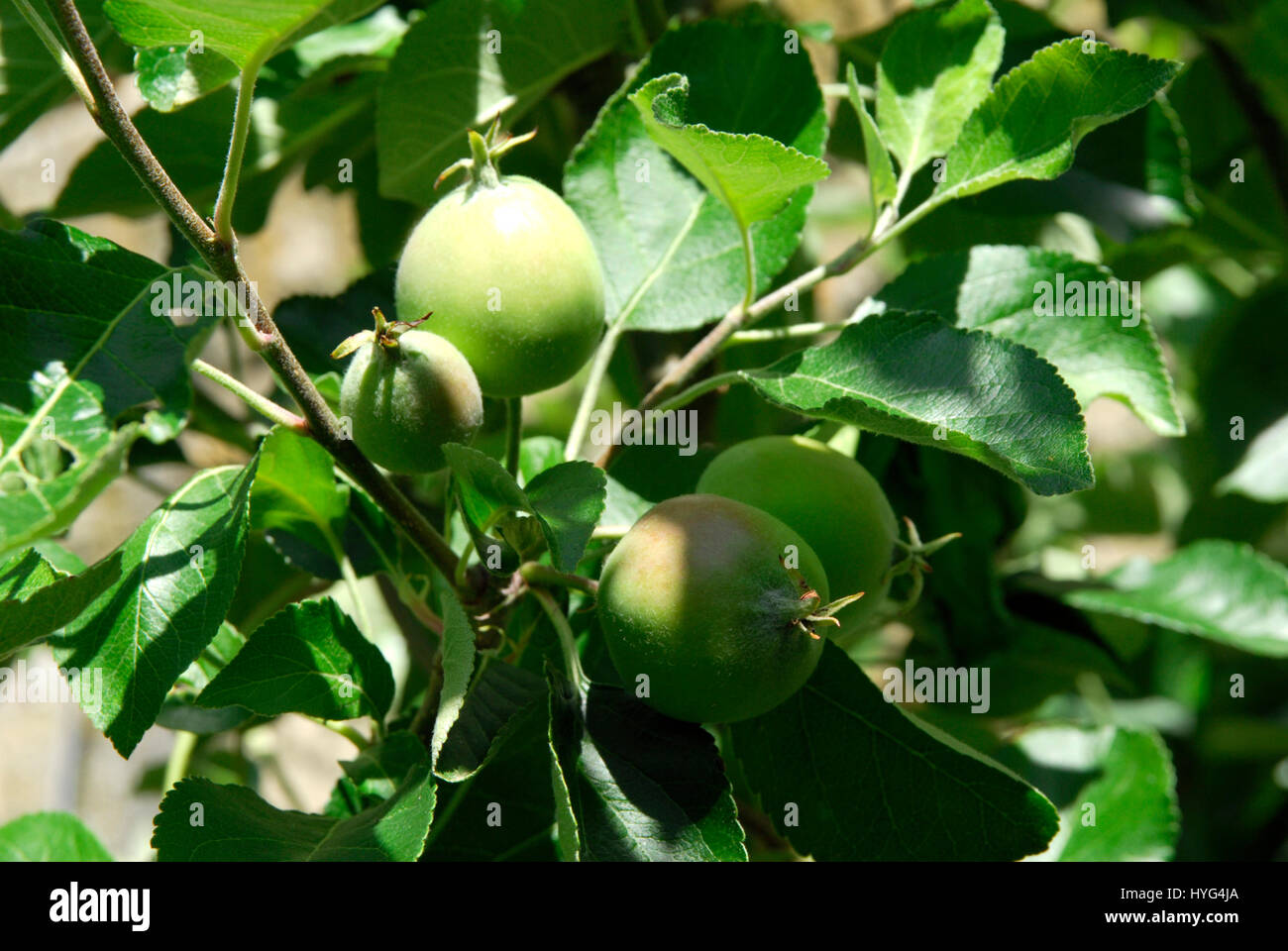 James grieve hi-res stock photography and images - Alamy