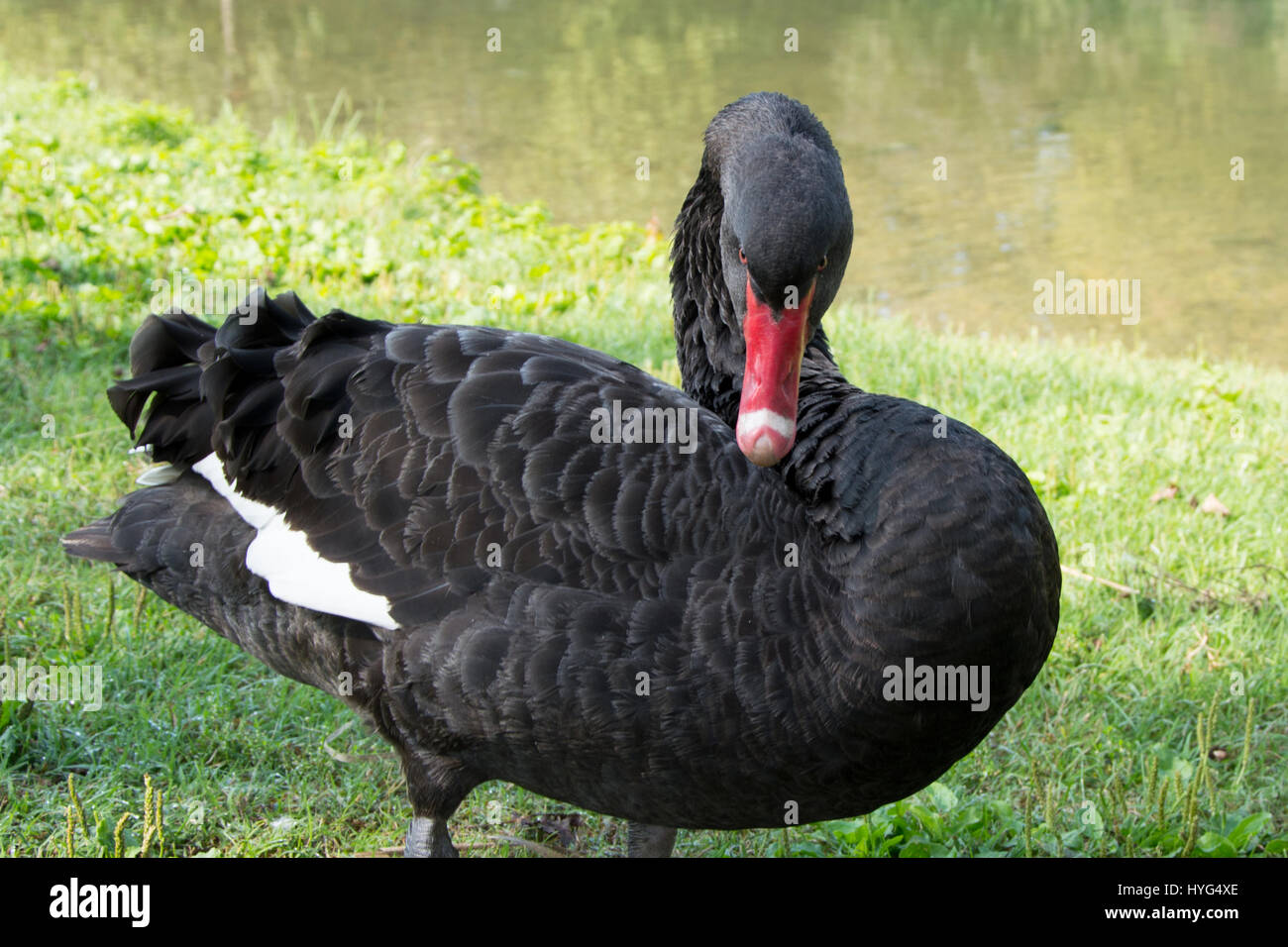 Fluffy beautiful water bird, Black Swan (Cygnus Stock Photo - Alamy